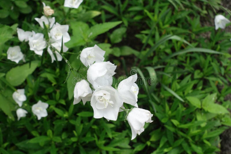 Multiple Double White Flowers of Campanula Persicifolia in June Stock ...