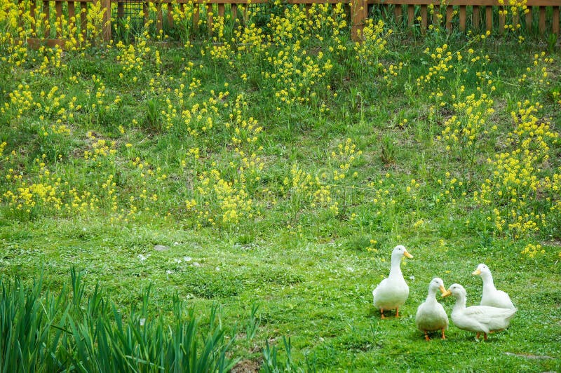 Multiple Ducks in the Grass Stock Image - Image of garden, grassy ...