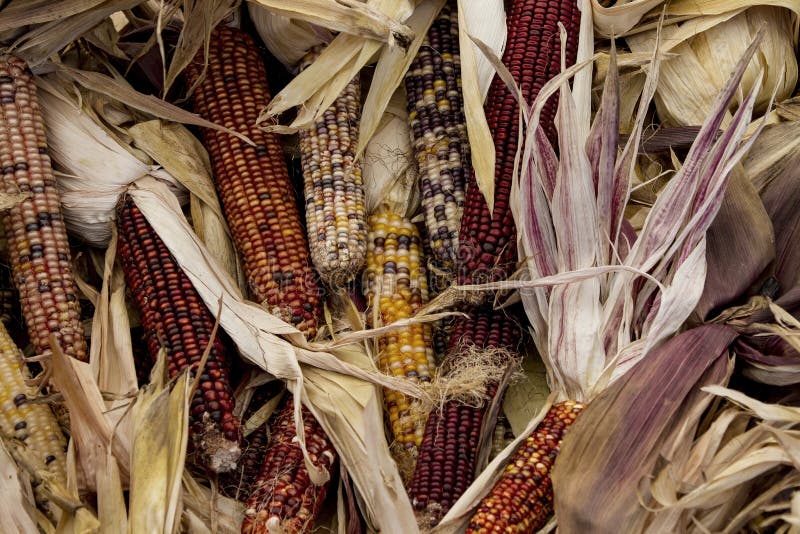Multiple Ears of Indian Corn Stock Image - Image of lumpy, october ...