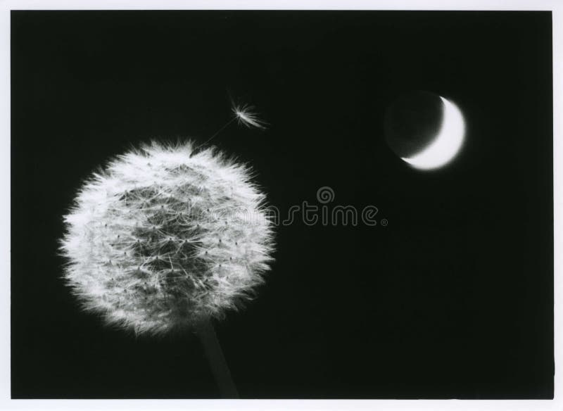 stock photo. Image of gentle, moon, black, dandelion - 230490450