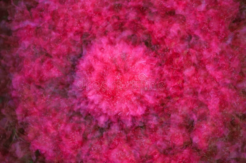 Multiple Exposure of Red Rhododendron Flower, Forming Abstract Swirling ...