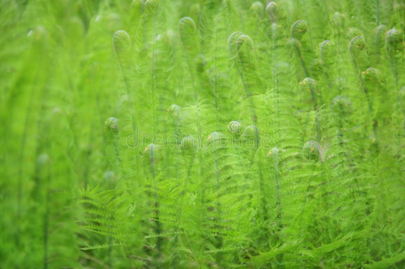 Multiple Exposure of Young Fern Plant Forming Green Texture Stock Image ...