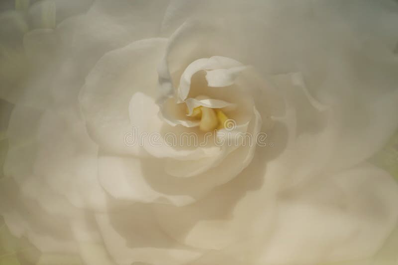 Beautiful White Flower in the Garden, Multiple Exposure Stock Photo ...