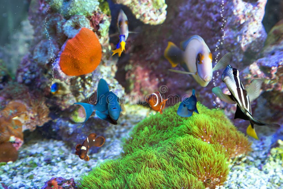 Multiple Fish at Home Aquarium Stock Photo - Image of acanthurus, salt ...