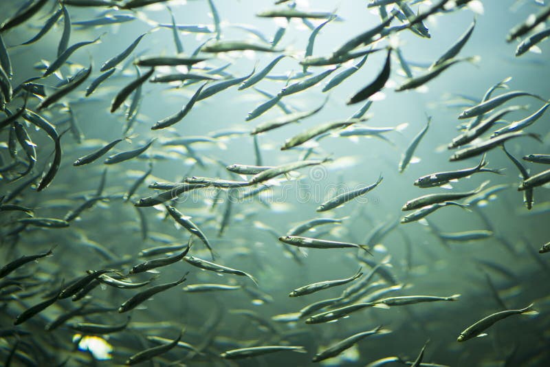Multiple Fish Swimming with Light from Above Stock Photo - Image of ...