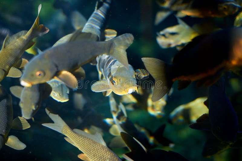 Multiple Fish Swimming on an Abstract Spot of Water. One of Them is ...