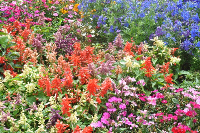 Multiple Flowers in a Garden Stock Image - Image of lots, bright: 135492793