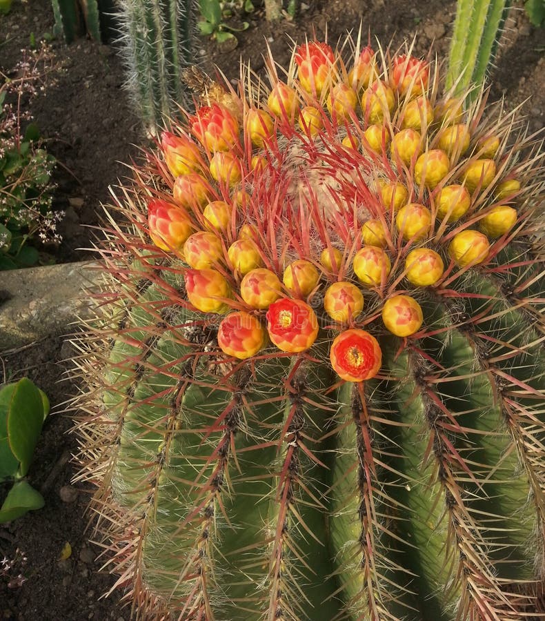 Multiple Flowers on a Globe Cactus Stock Image - Image of buds, cactus ...