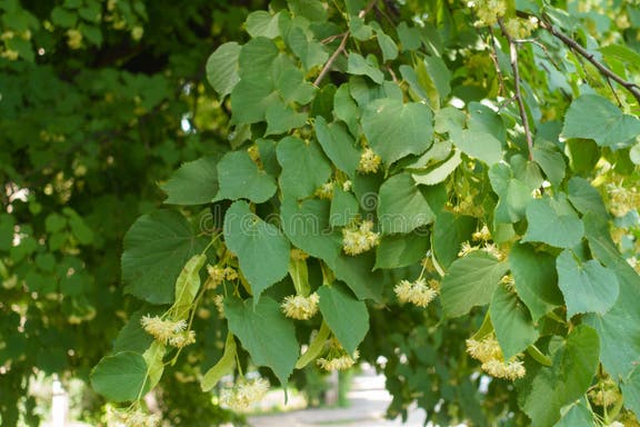 Multiple Flowers in the Leafage of Linden in June Stock Image - Image ...