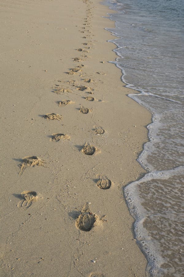427 Lot Footprints Photos - Free & Royalty-Free Stock Photos from ...