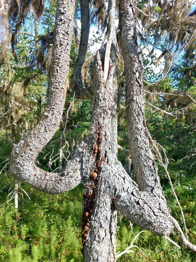 Multiple Fractures Led To this Unique Growth Form of a Spruce Tree ...