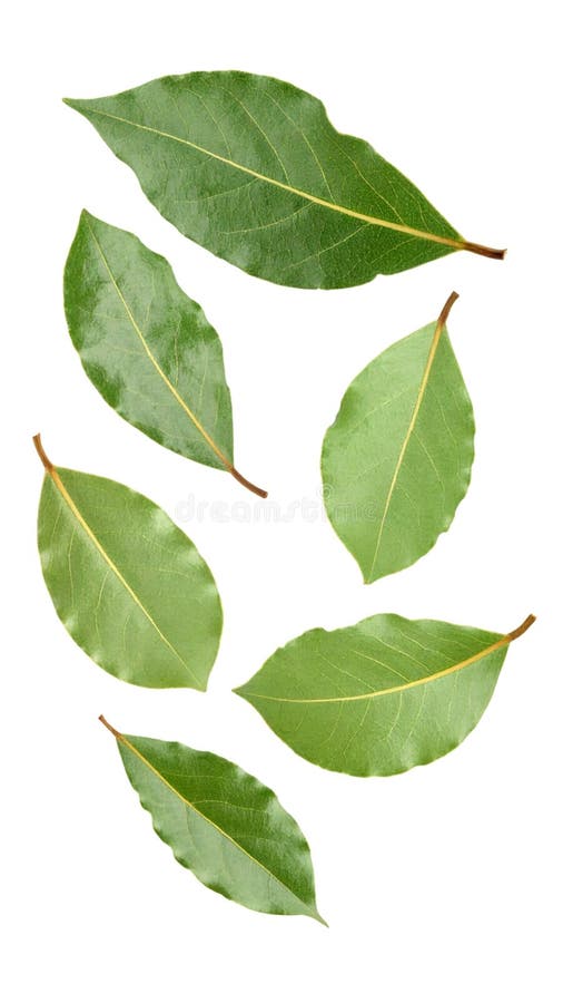 Multiple Fresh Bay Leaves Rotating in Space with Transparent Background ...