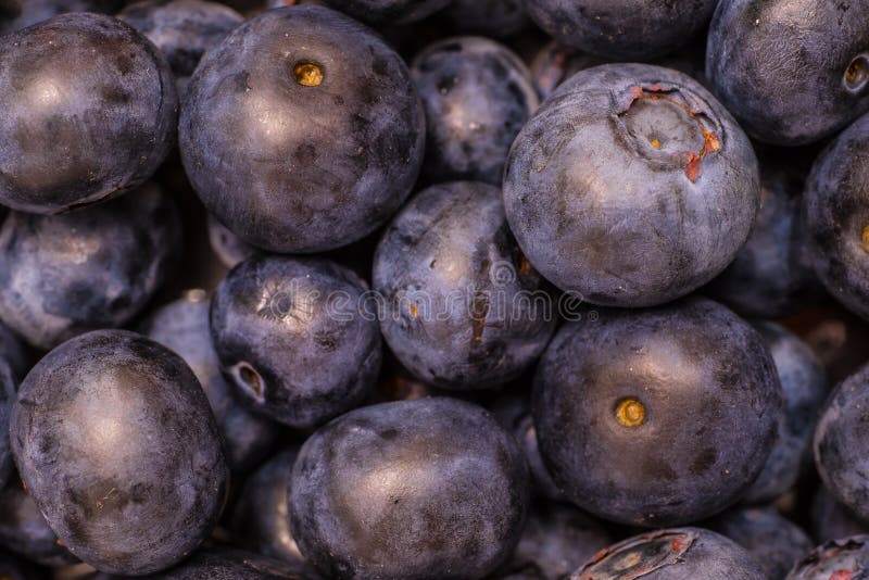 Multiple Fresh Blueberries stock photo. Image of close - 81717994
