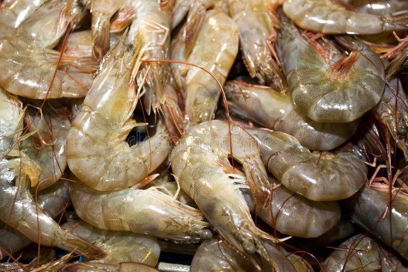 Multiple fresh raw prawns stock image. Image of healthy - 109948415
