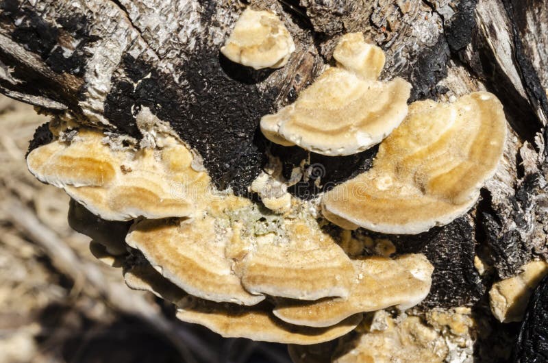 Closeup Top of Ganoderma Applanatum Cluster Stock Photo - Image of ...