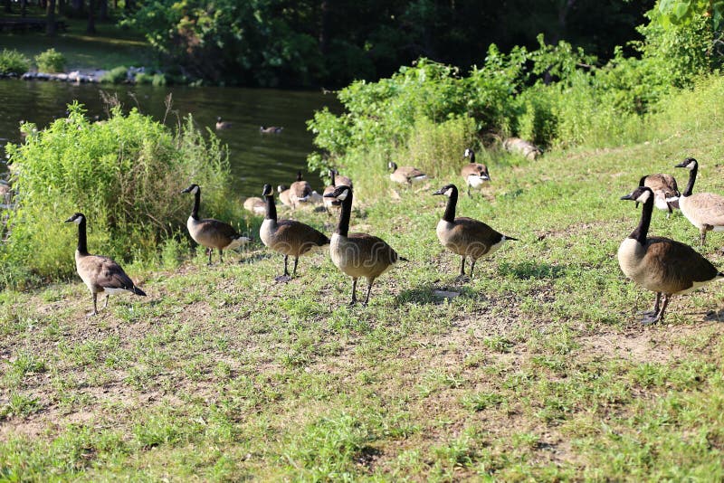 Multiple Geese at the Park Standing in the Green Grass Stock Image ...