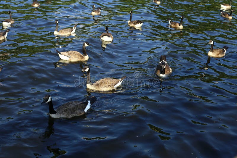 Multiple Geese Swimming in the Summer Blue Lake Stock Photo - Image of ...