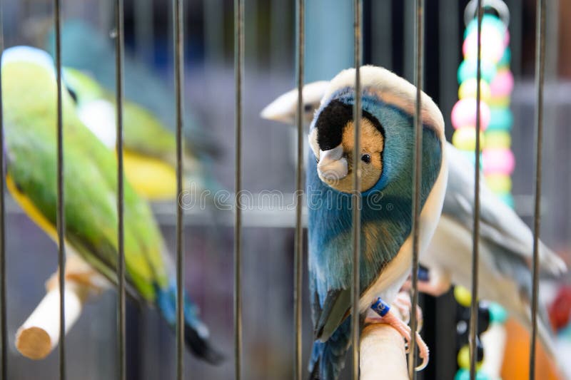 Multiple Golden Finch Birds in a Cage Stock Photo - Image of brown ...
