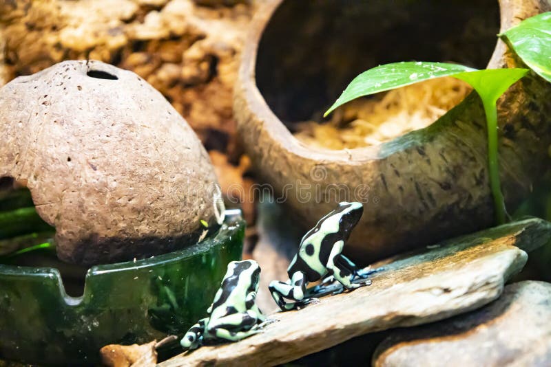 Multiple Green Frogs Sitting in a Moss at the Pond Stock Photo - Image ...