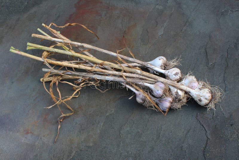 Multiple Heads of Dried Garlic with Roots, Stems Attached Stock Photo ...