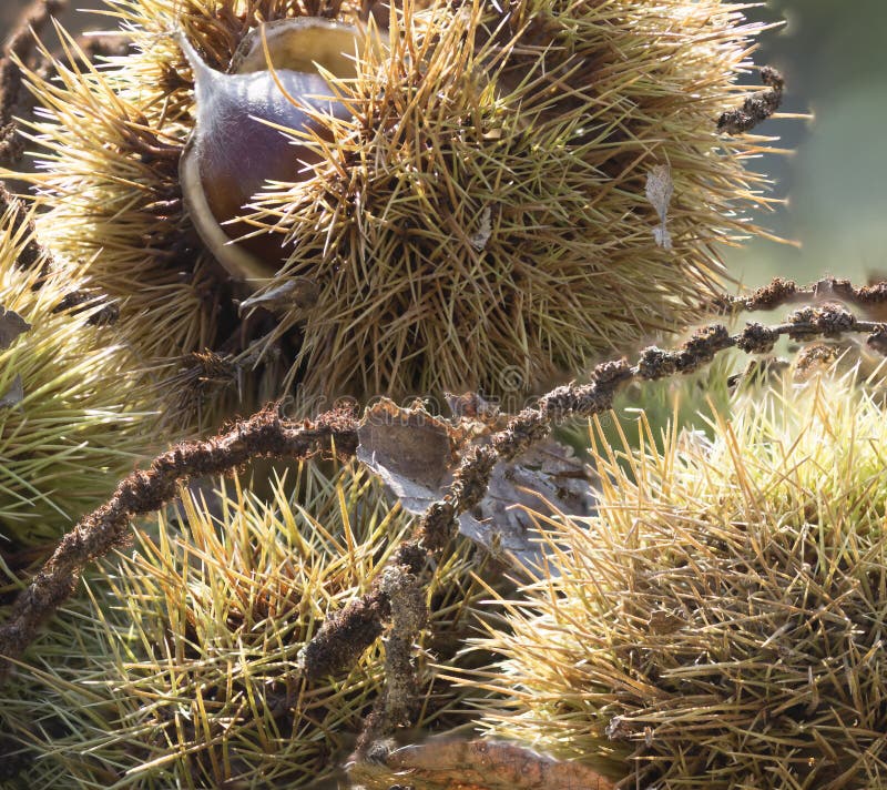 Close Up of Brown Chestnut Inside Hedgehog Stock Photo - Image of ...