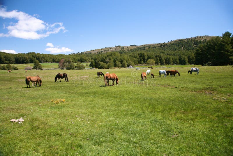 Multiple horses grazing stock image. Image of graze, europe - 10572763