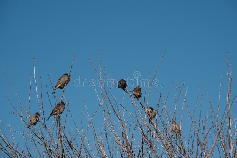 Multiple House Sparrows in Nature on Bush. Sparrow Birds in Nature in a ...