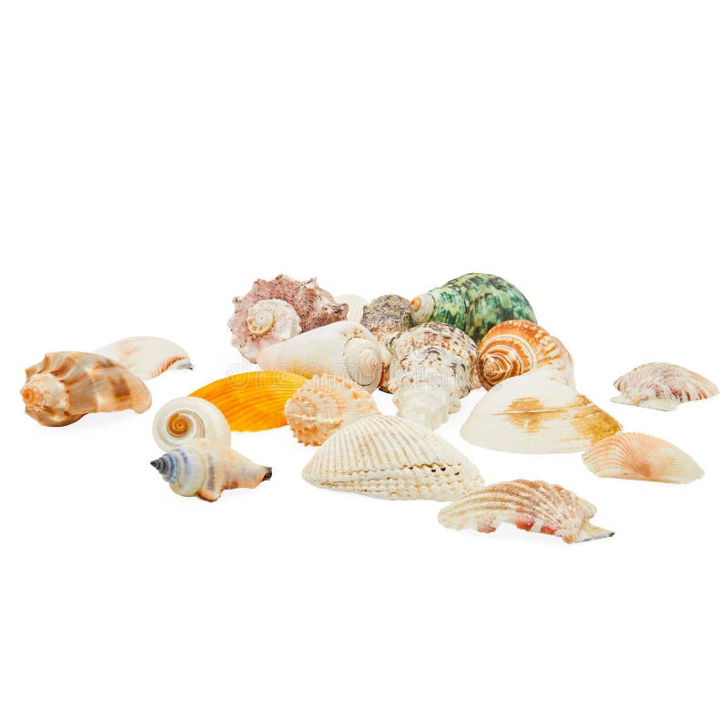 Isolated Multi Colored Sea Shells Straight on Angle Stock Image - Image ...