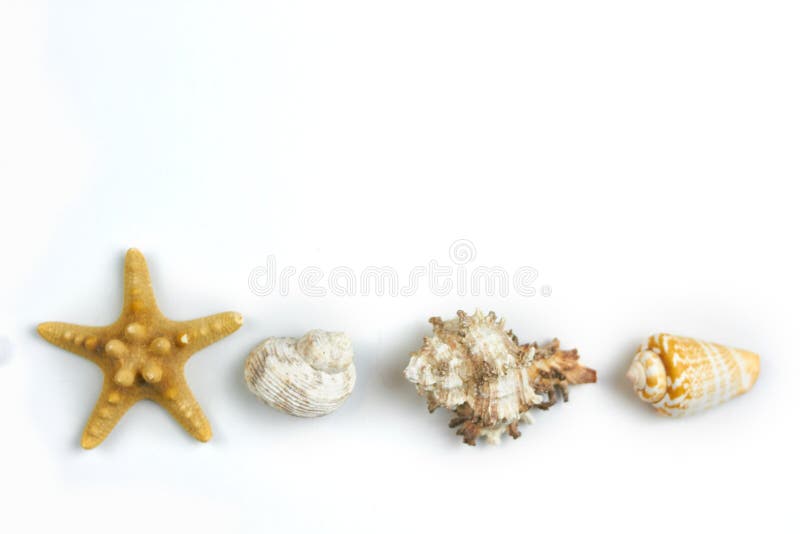 Isolated Seashell on a White Background Stock Photo - Image of beach ...