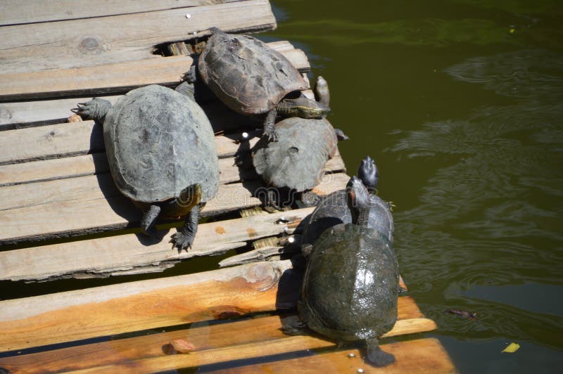 Multiple Japanese Turtles on Float Stock Photo - Image of four, turtles ...