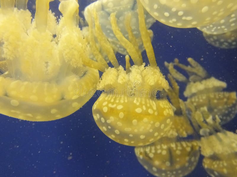 Multiple Jelly Fish Closeup Stock Image - Image of underwater, creature ...