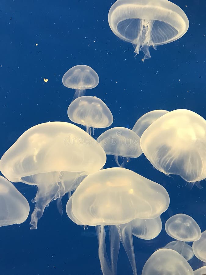 Multiple Jellyfish in an Aquarium Stock Photo - Image of underwater ...