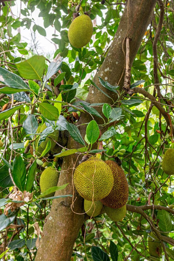 Large Hanging Green Jackfruit on Tree Stock Image - Image of leaf ...