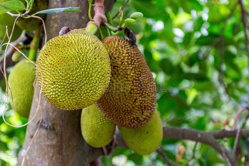 Hanging Green Hapus Mango on Tree. Stock Image - Image of mango, indian ...