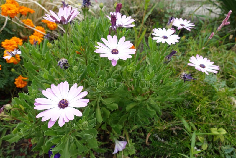 Multiple Pink Flowers of African Daisy in August Stock Image - Image of ...