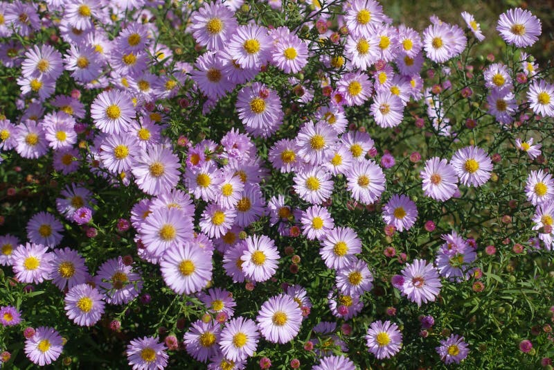 Multiple Light Pink Flowers and Buds of Michaelmas Daisies Stock Photo ...