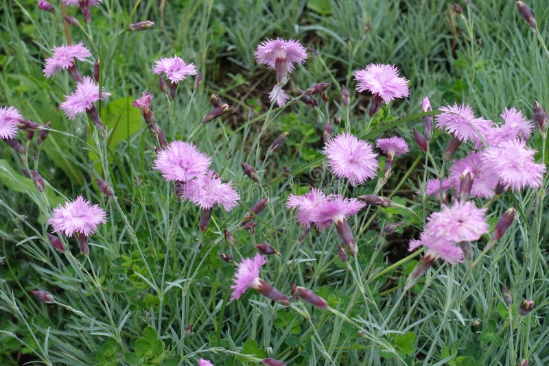 Multiple Light Pink Flowers and Buds of Polymerous Dianthus Stock Photo ...