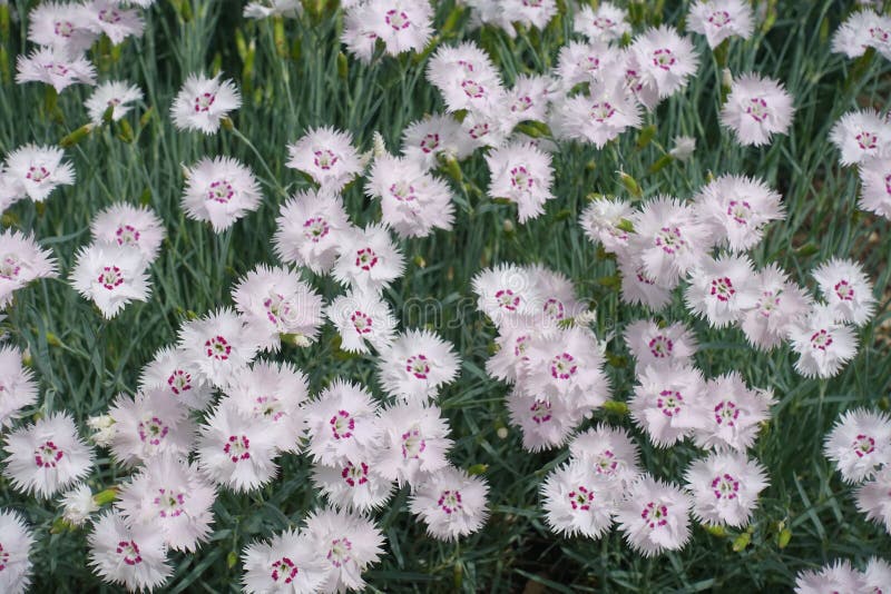Multiple Light Pink Flowers of Dianthus Deltoides Stock Photo - Image ...