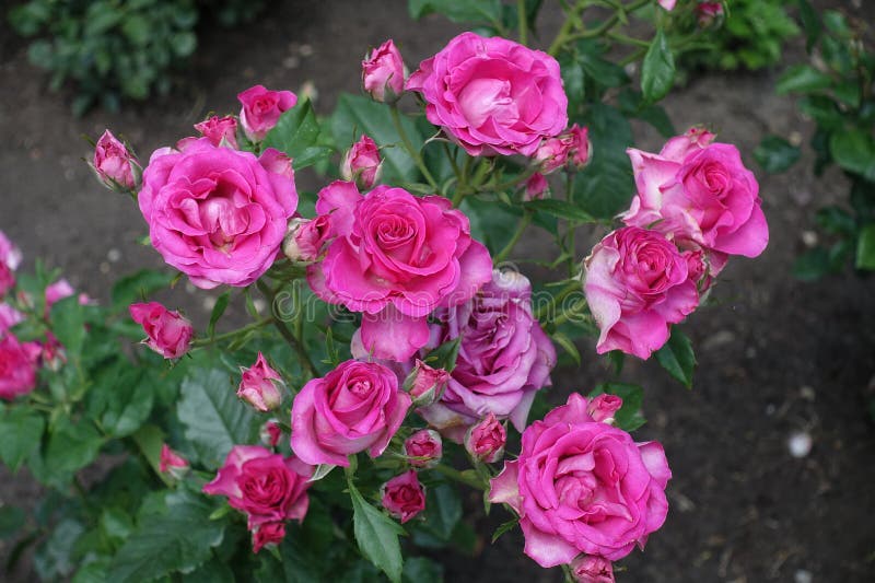 Multiple Magenta-colored Flowers of Roses in June Stock Photo - Image ...