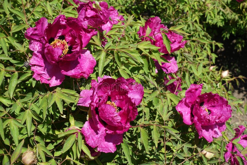 Multiple Magenta-colored Flowers of Tree Peony in April Stock Image ...