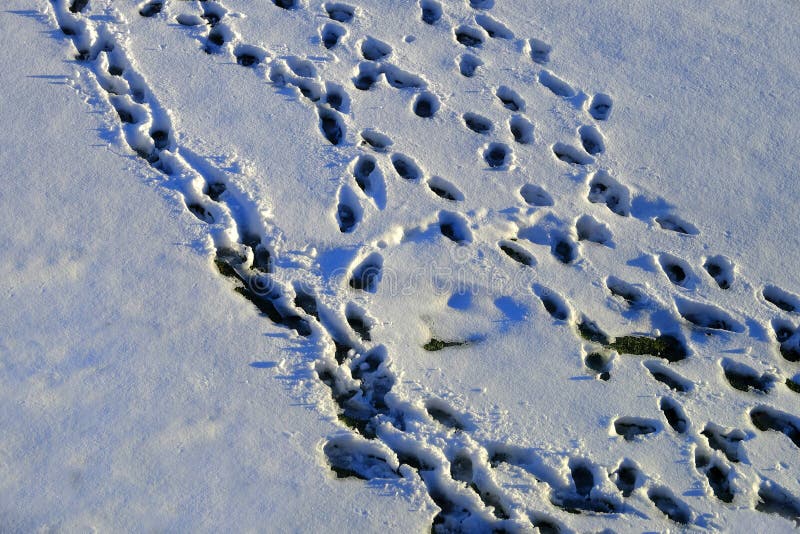 Multiple or Many Footprints in Snow Stock Photo - Image of texture ...