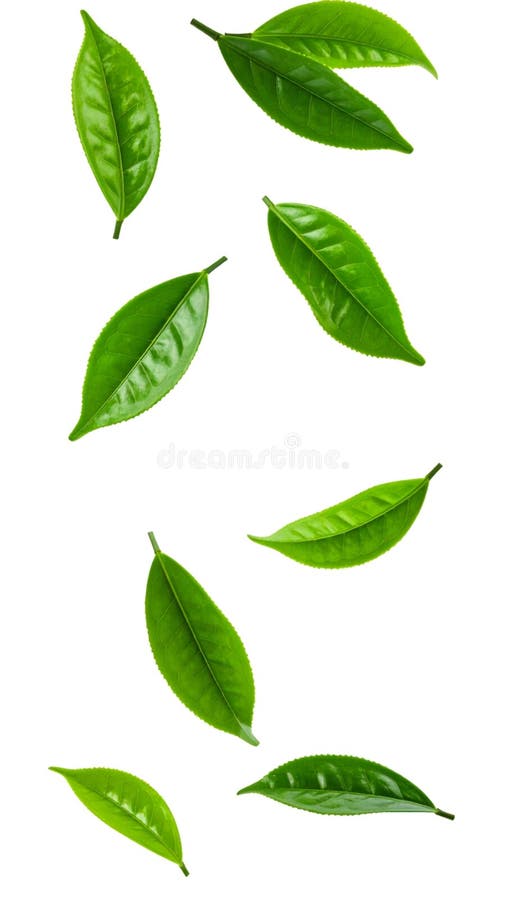 Multiple Matcha Tea Leaves Stock Photos - Free & Royalty-Free Stock ...