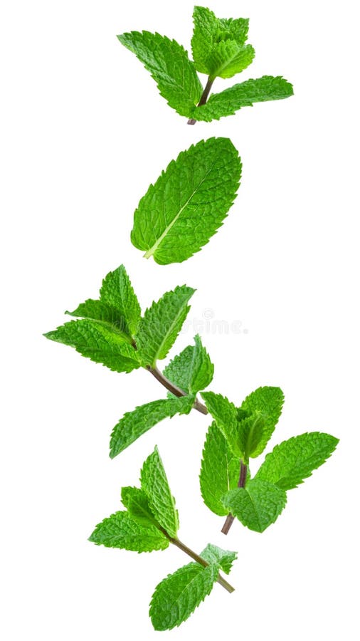 Multiple Mint Sprigs Falling Against a Transparent Background ...