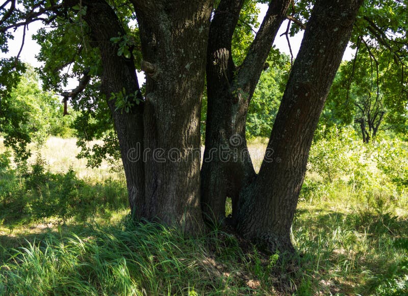 Multiple oak stock photo. Image of scene, multiple, grass - 153494526