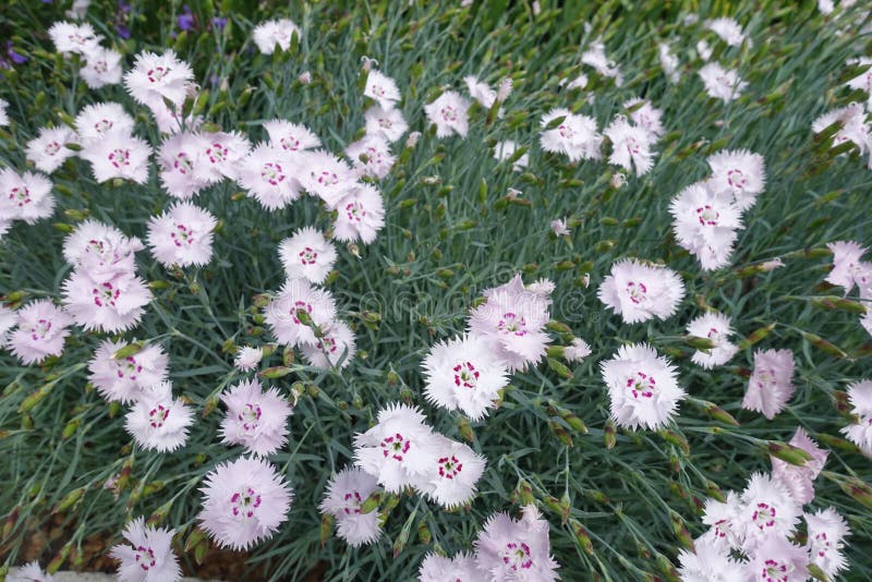 Multiple Pale Pink Flowers and Buds of Garden Pink in May Stock Photo ...
