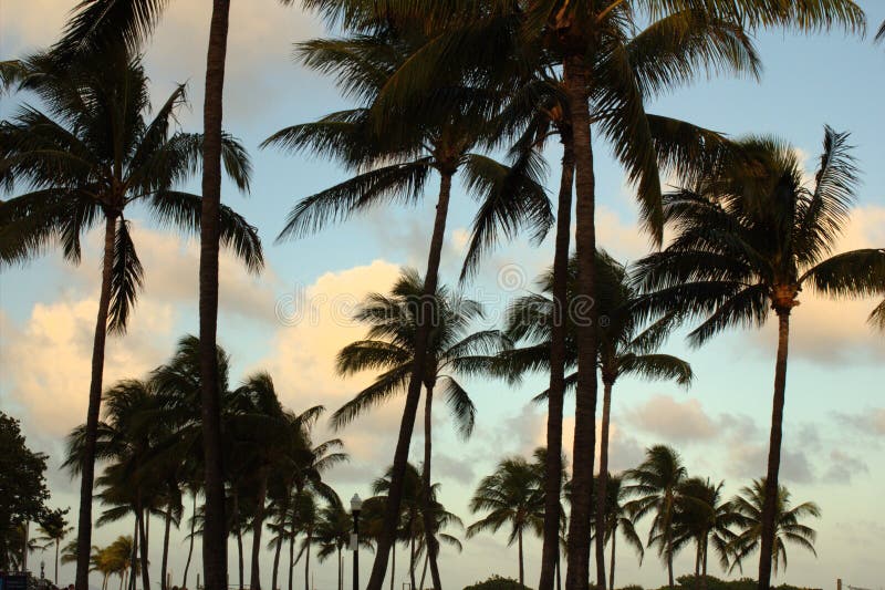 Multiple Palm Trees and Clouds and Sky Stock Image - Image of quiet ...