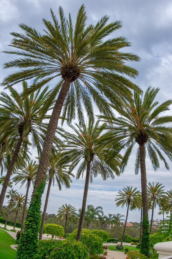 Multiple Palm Trees stock photo. Image of florida, palm - 85664574