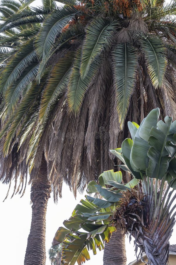 Multiple Palm Trees with Different Shaped Fronds in California Stock ...