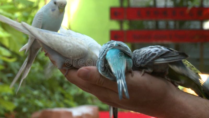 Multiple Parakeets on Person S Arm Stock Footage - Video of beak, shove ...