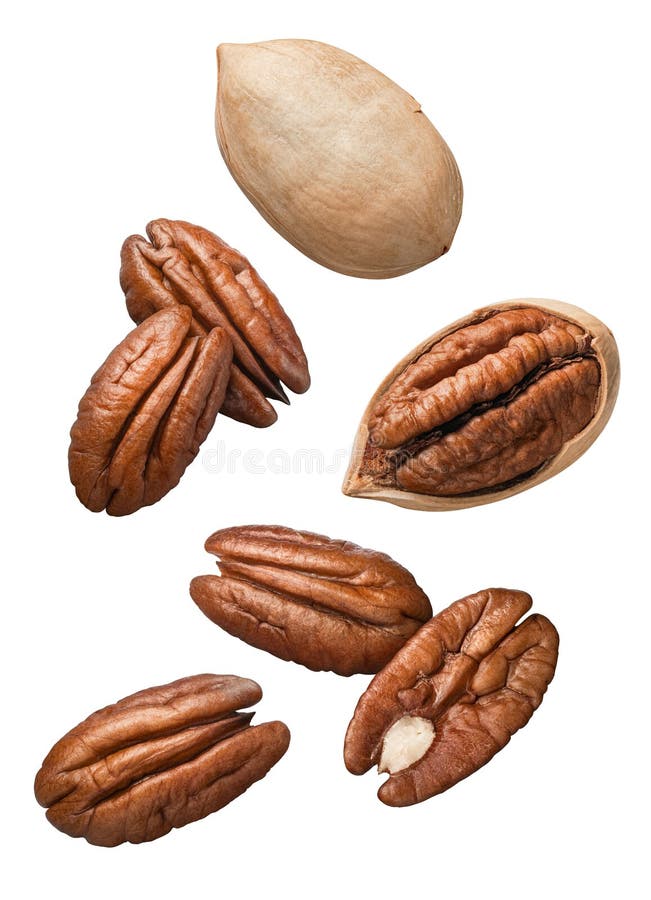 Multiple Pecan Nuts Flying Isolated on White Background. Vertical ...